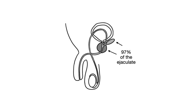 Anatomy for Vasectomy – Vasectomy Resources