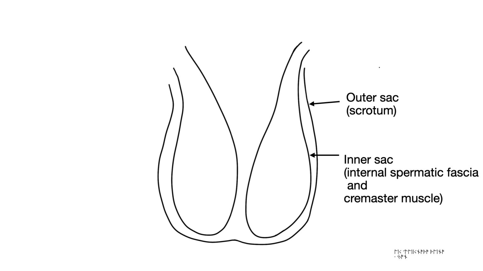 Anatomy for Vasectomy – Vasectomy Resources