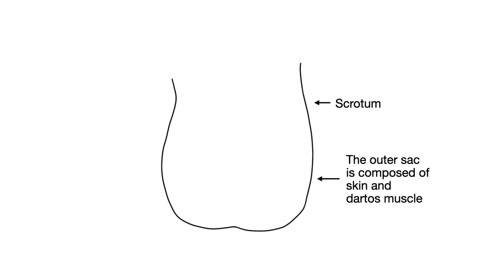 Anatomy for Vasectomy – Vasectomy Resources
